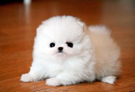 Spitz Nain A Donner Chien Bonheur