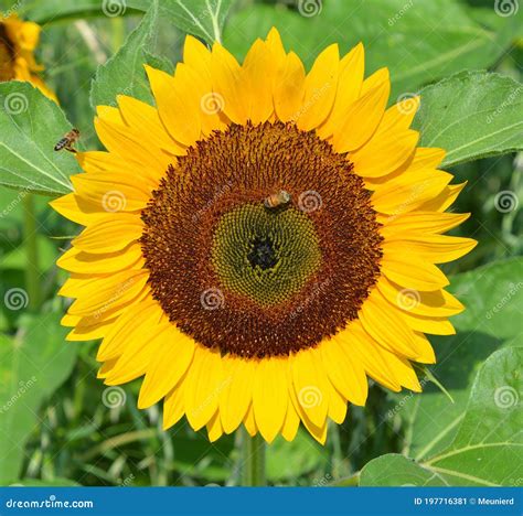 Details 48 El Girasol Es Una Planta Anual Abzlocal Mx