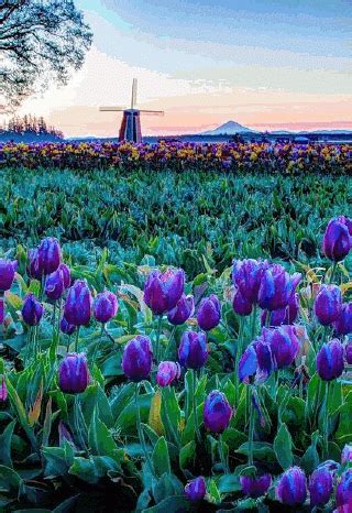 GIFS HERMOSOS Flores Encontradas En La Web