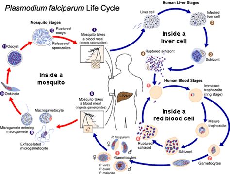 Plasmodium Falciparum Malaria