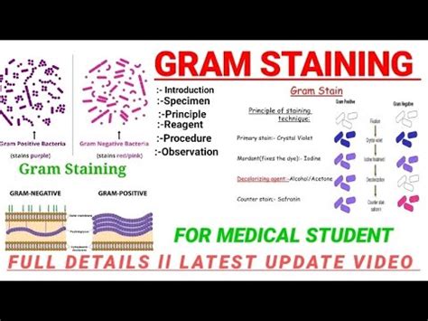 Gram Staining Ll Gram Staining Of Bacteria Llgram Staining Procedure Ll