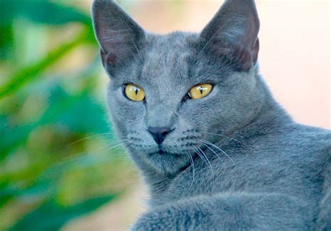 Chat hypoallergénique définition adoption tout ce quil faut