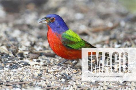 Painted Bunting Passerina Ciris Colorful Painted Bunting Passerina