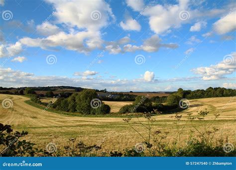 Um Campo Da Colheita Cortada Da Cevada Foto De Stock Imagem De Trigo