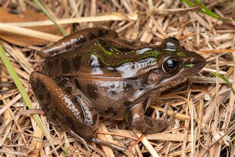 Southern Leopard Frog South Carolina Partners In Amphibian And