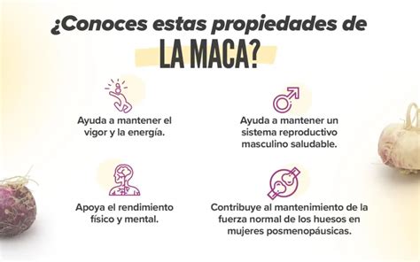Beneficios De Maca Andina Para Tu Salud Y Bienestar