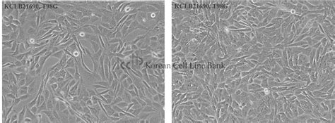 Korean Cell Line Bank