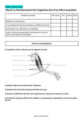 Le Fonctionnement De L Organisme Lors D Un Effort Musculaire 2eme