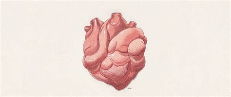 Artistic Anatomy Human Heart Anatomical Heart Hd Wallpaper Pxfuel