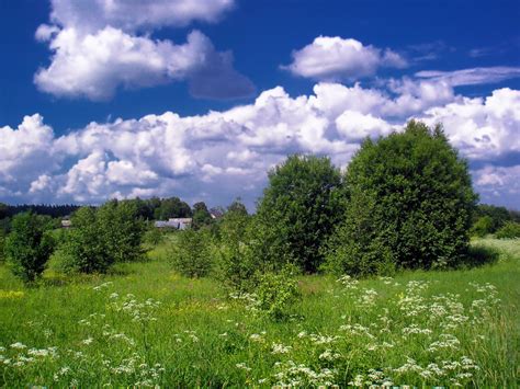 Banco De Imagens Panorama Rvore Natureza Floresta Grama