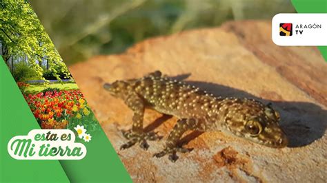 Diferencia entre Salamandra Salamanquesa y Lagartija Guía Completa