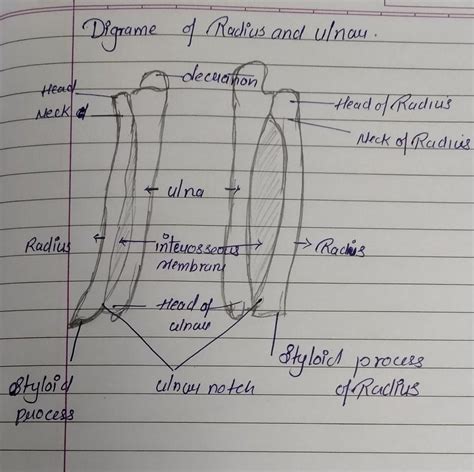 Radius And Ulna Labeled