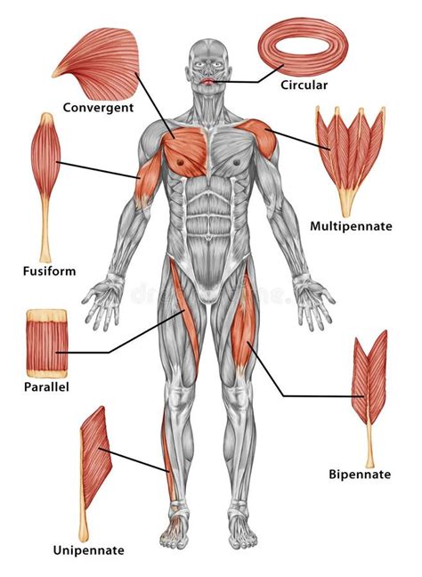 Anatomy Of Male Muscular System Posterior View O Stock Illustration