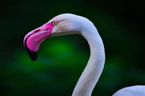 Qué Comen los Flamencos Aves Mundo