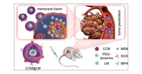 Cancer Cell Membrane Coated Nanoparticles With A Yolkshell Structure