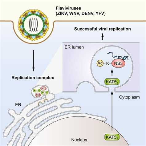 Acetylation of the NS3 helicase by KAT5γ is essential for flavivirus