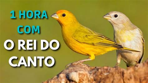 Canto Para Esquentar o Canário da Terra Gravado ao Vivo na Natureza