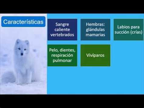 Alimentación y Supervivencia en Mamíferos Claves de Adaptación