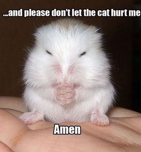 Please Dont Hurt Me Quotes QuotesGram
