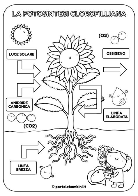 Fotosintesi Clorofilliana Portalebambini It Scienza Per Bambini