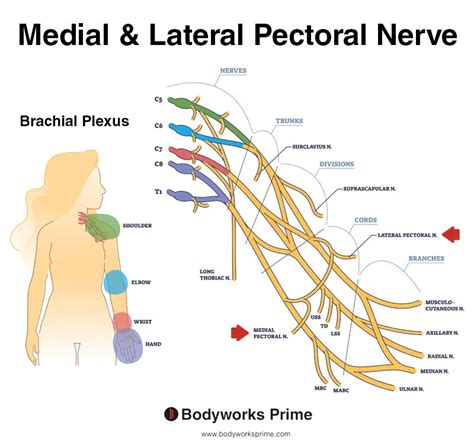 Pectoralis Major Muscle Anatomy Bodyworks Prime