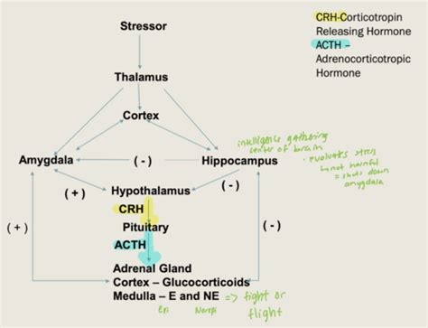 Clinical Medicine I Biopsychosocial Model Of Health Flashcards Quizlet