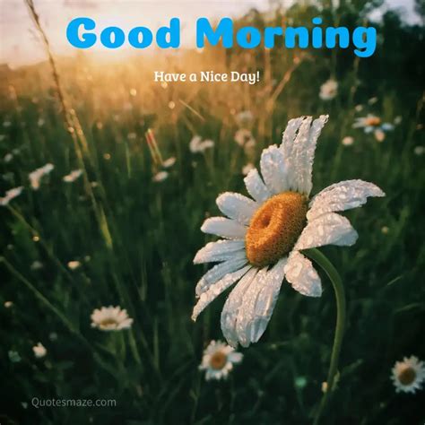 Top 999 Inspirational Good Morning Images Hd Amazing Collection