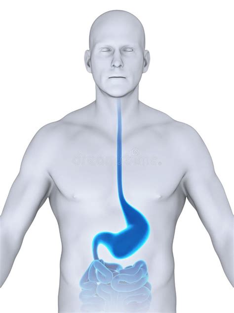 Anatomía Humana Del Estómago Stock de ilustración Ilustración de