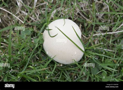 Common Puffball Lycoperdon Perlatum Stock Photo Alamy