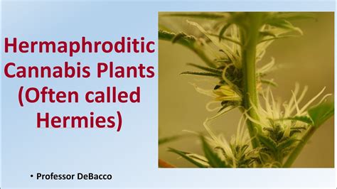 Hermaphroditic Cannabis Plants Often Called Hermies YouTube