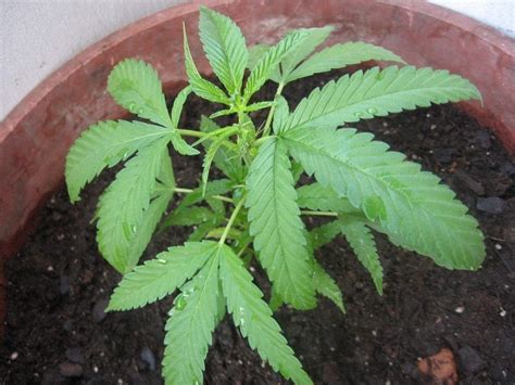 Etapa Vegetativa En Las Plantas De Cannabis