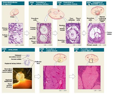 Embryology Flashcards Memorang