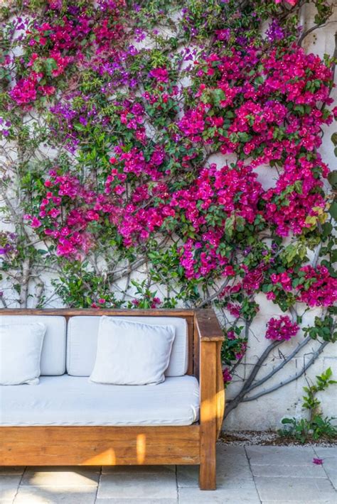 10 Piante Da Balcone Resistenti Outdoor Vivace Tutto L Anno