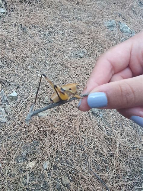 Marbled Bush crickets from Datça 48900 Datça Muğla Türkiye on July 22
