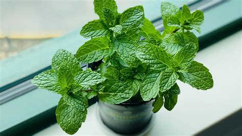 5 Plantas Medicinales Y Como Cultivarlas En Casa