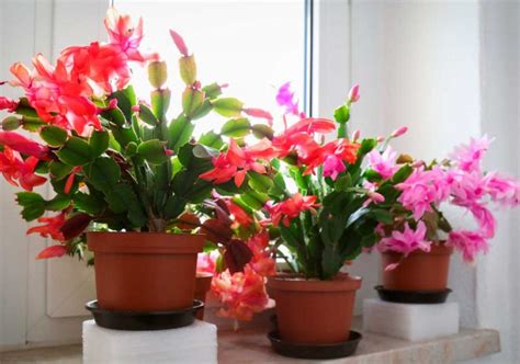 Los Mejores Consejos Para Cuidar De Tu Cactus De Navidad