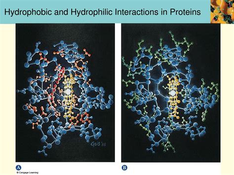 Ppt Chapter Four The Three Dimensional Structure Of Proteins