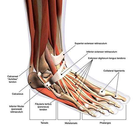 Parts Of The Foot And Ankle Diagram