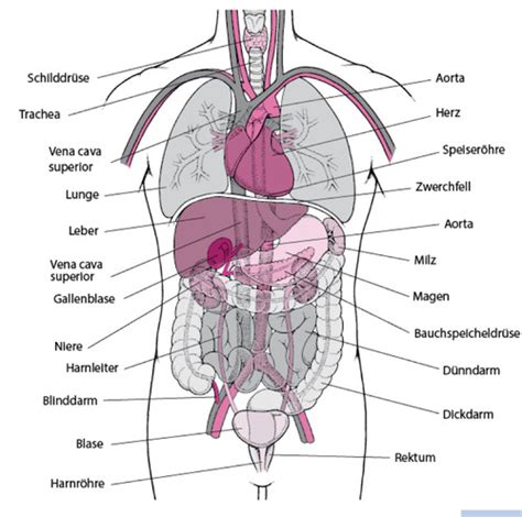 Medizin Karteikarten Quizlet