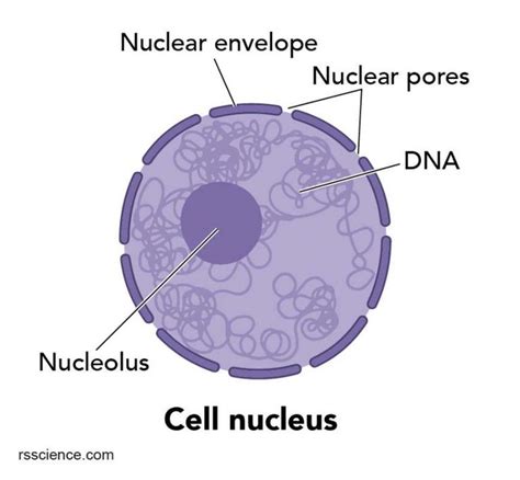 Cell Organelles And Their Functions Rs Science Cell Organelles