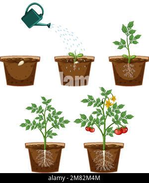 Ciclo Di Vita Di Una Pianta Di Pomodoro Diagramma Illustrazione