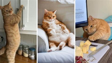 Por Qu Es Importante Tener Un Gato En Casa Petlife