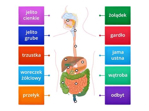 Układ pokarmowy Labelled diagram