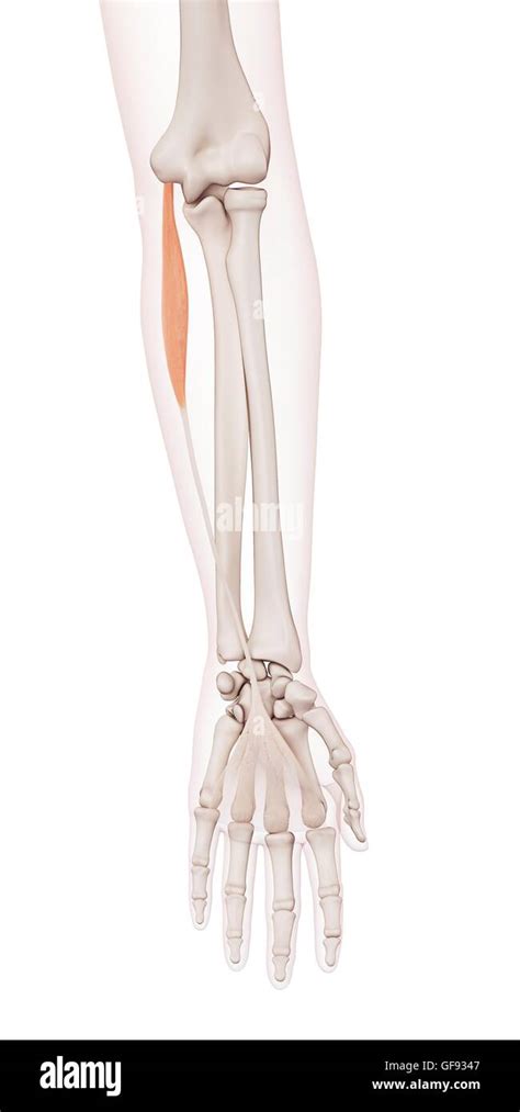 Human Arm Muscles Illustration Stock Photo Alamy