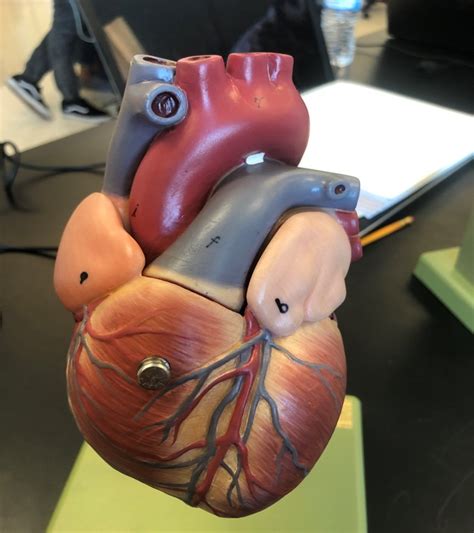 Anterior Heart Model Labeled