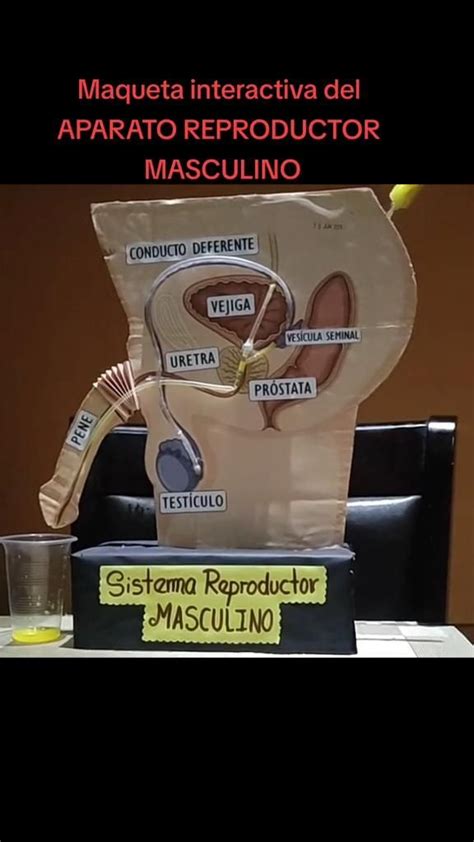 Maqueta Interactiva Del APARATO REPRODUCTOR MASCULINO En 2024