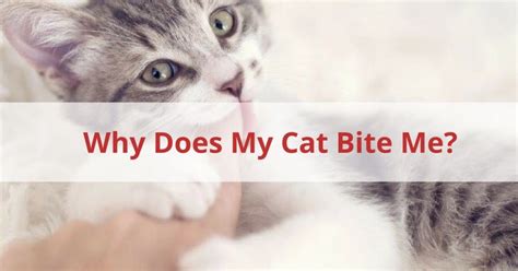 Why Does My Cat Bite Me And How Can I Stop Them