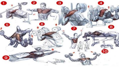 Top 5 Best Chest Exercises Bodydulding