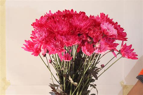 Argentina Pintada Accyflor M Xima Calidad En Flores