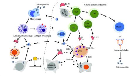 Adaptive Immune Response Against Microsporidia In Mammals CTL Is